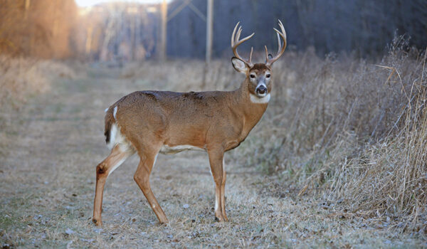 How To Increase Your Whitetail Hunting Success On Your Georgia Land ...